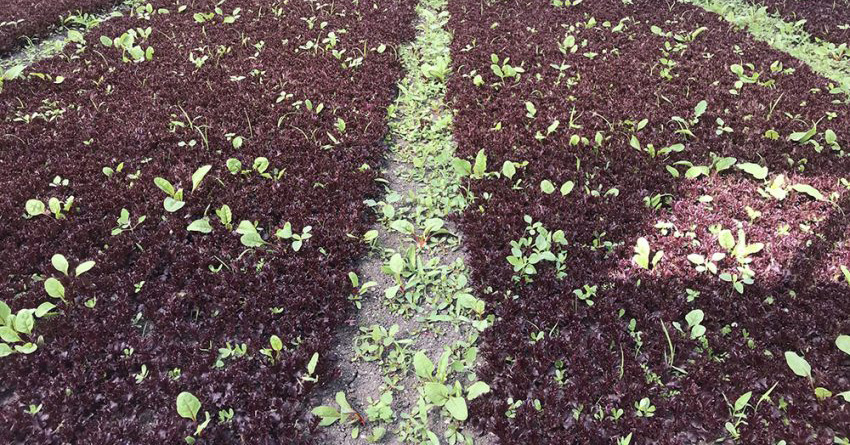 Soil solarization, a fundamental technique for the future | Youleafy